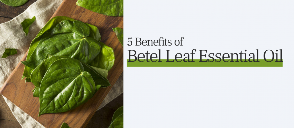 5 Benefits of Betel Leaf Essential Oil | Essential Oil Wholesaler